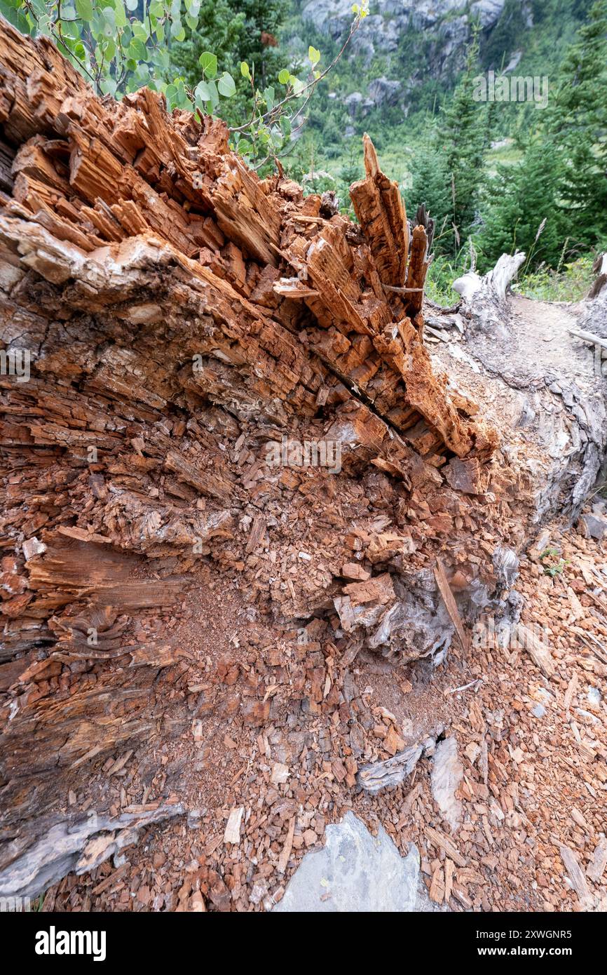 Termite tree damage hi-res stock photography and images - Alamy
