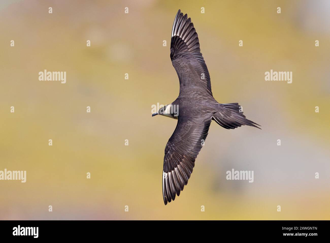 Parasitic Jaeger, Arctic Skua, Parasitic Skua (Stercorarius parasiticus ...