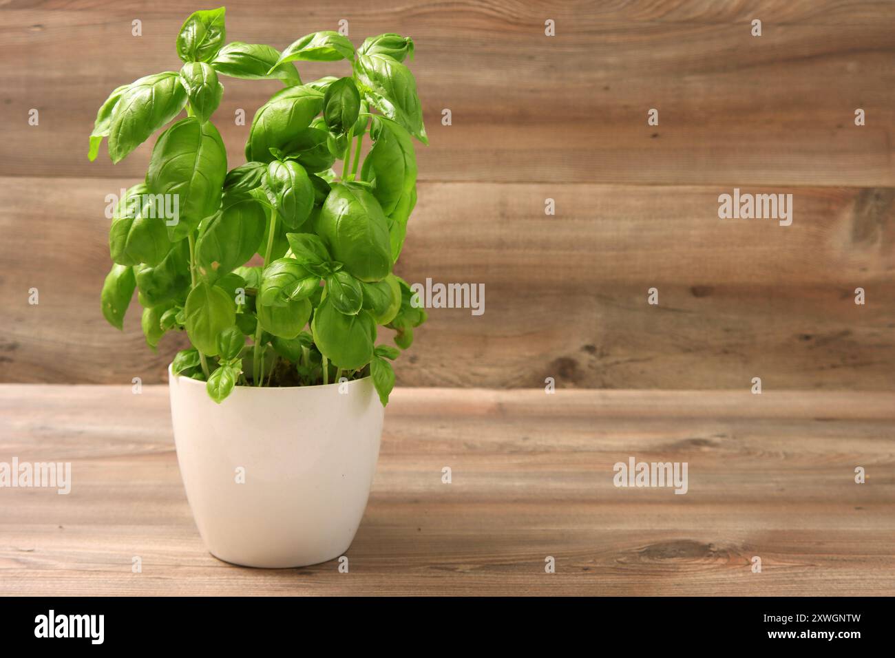 Basil pesto flower hi-res stock photography and images - Alamy