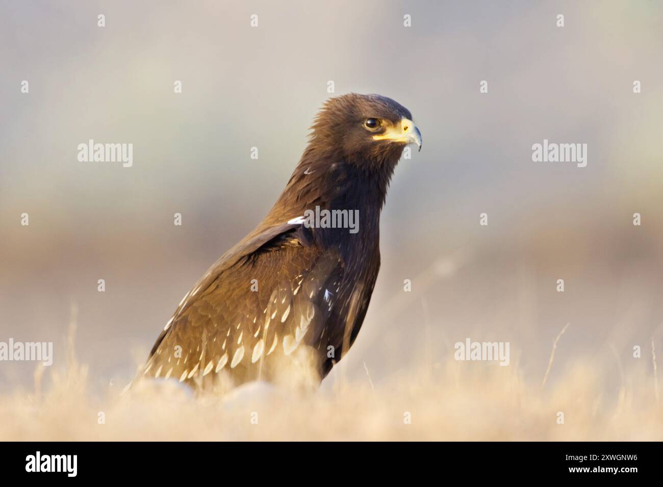 greater spotted eagle (Aquila clanga, Clanga clanga), sitting on the ...
