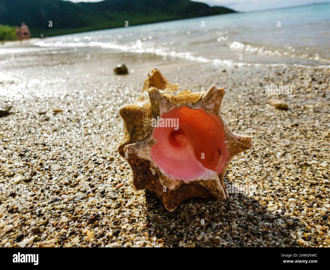 Snail shell on the beach in Antigua, Antigua and Barbuda, Antigua Stock ...