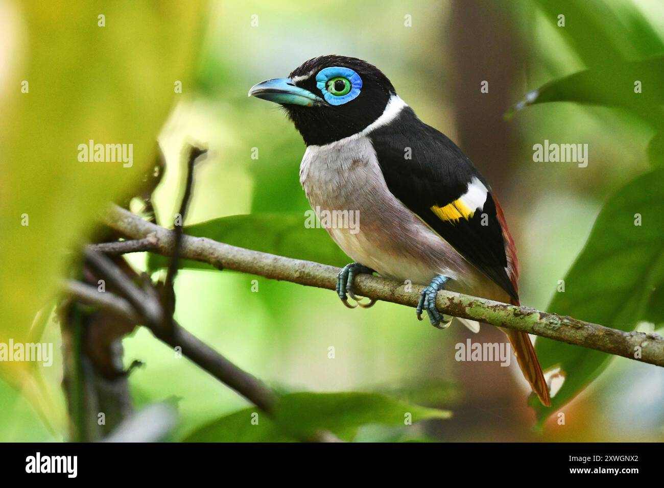 Mindanao Wattled Broadbill, Wattled broadbill, Mindanao broadbill ...