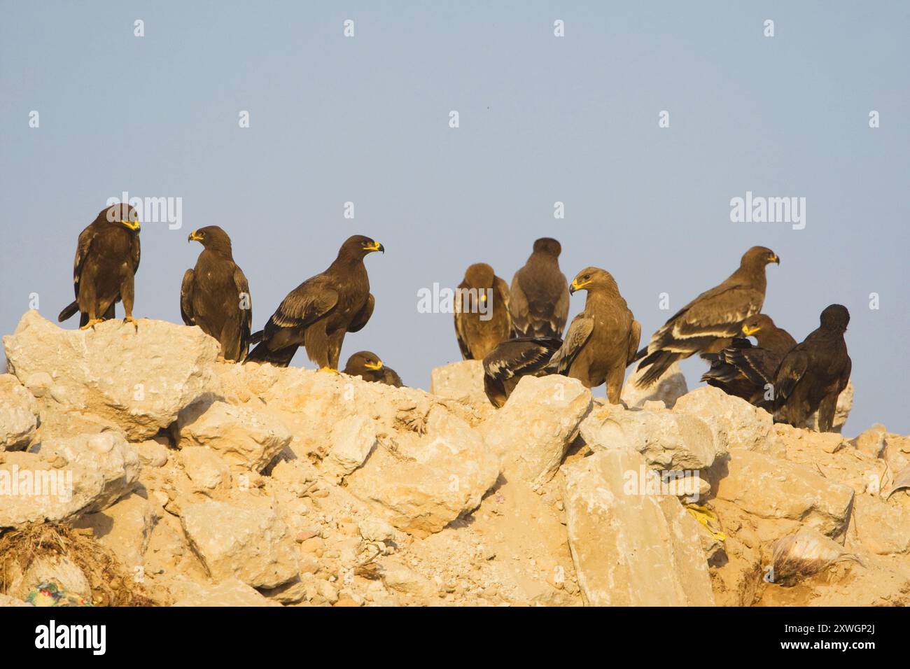 steppe eagle (Aquila nipalensis, Aquila rapax nipalensis), group ...