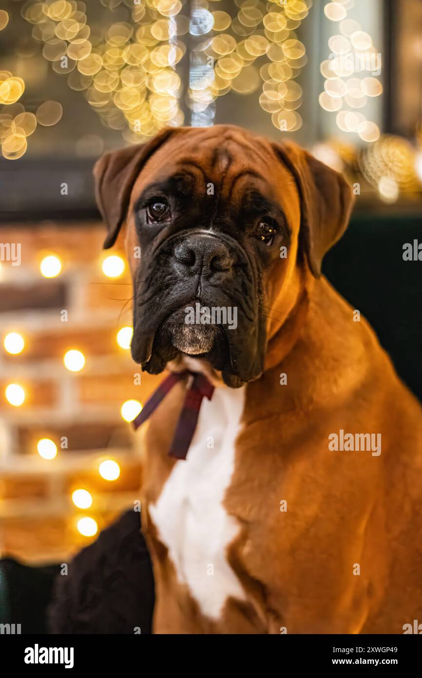 Holiday studio photography of a boxer dog with Christmas theme Stock ...