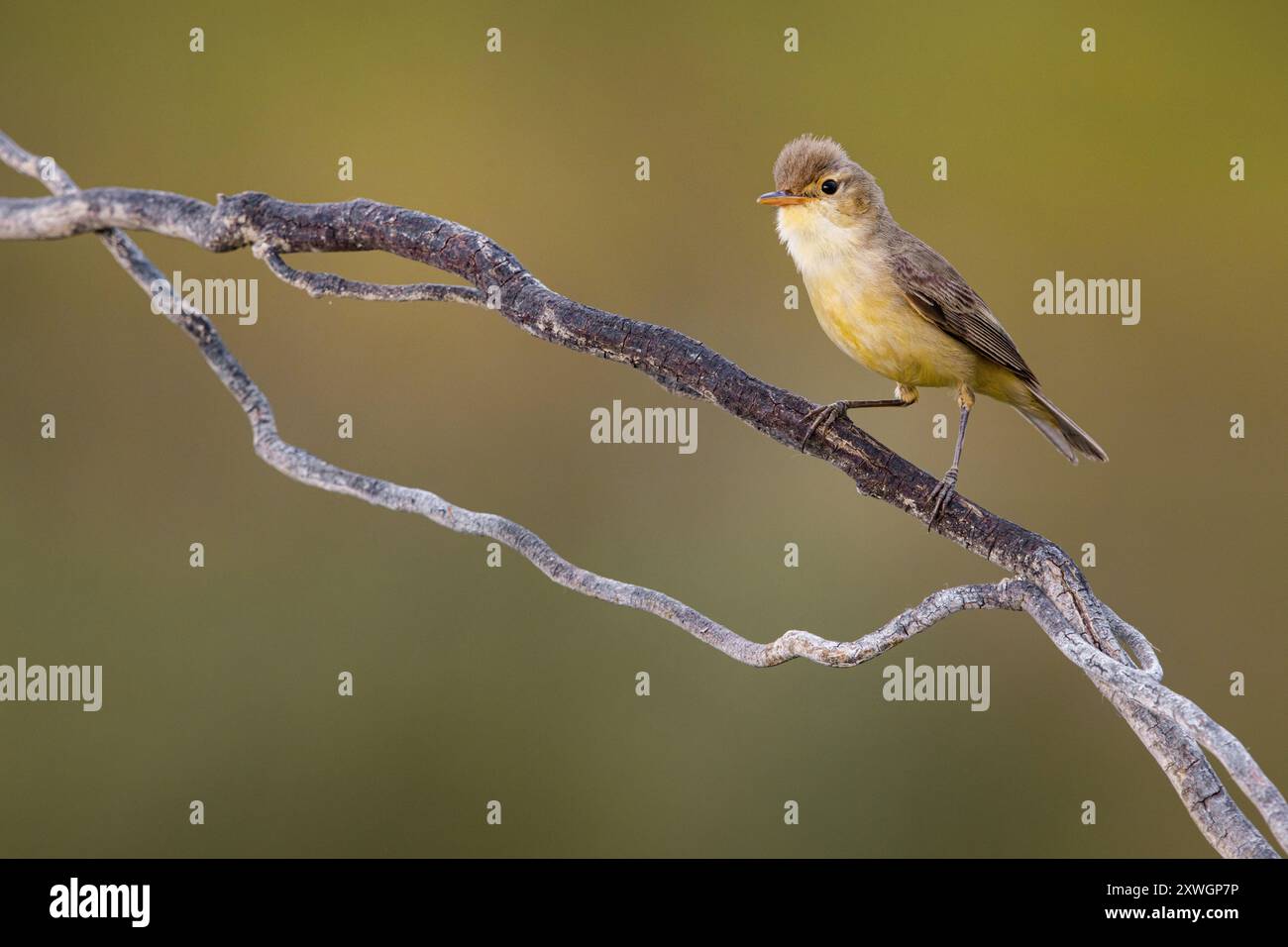Melodious warblers hi-res stock photography and images - Alamy