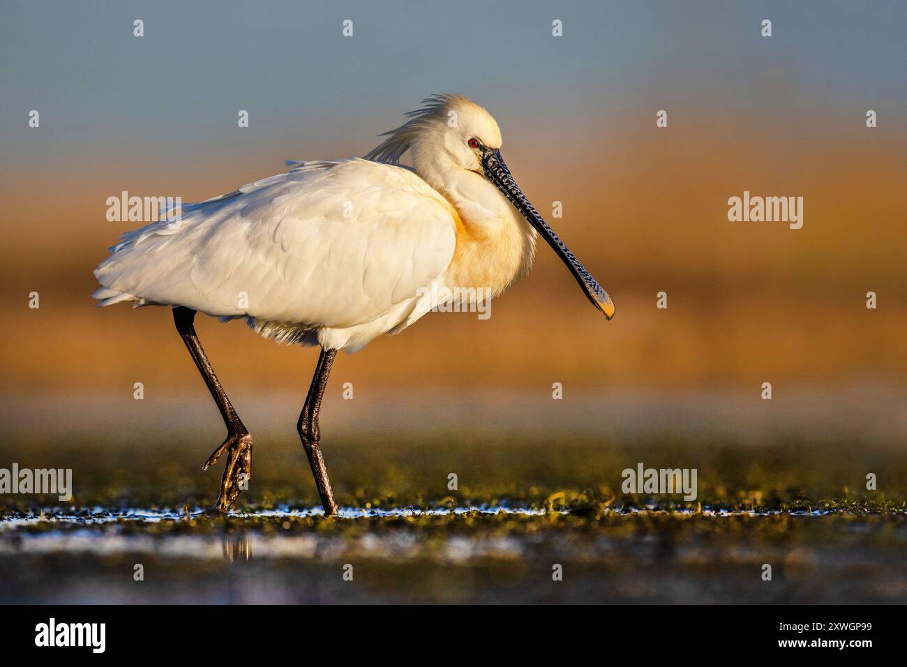 white spoonbill, Eurasian spoonbill, common spoonbill (Platalea ...
