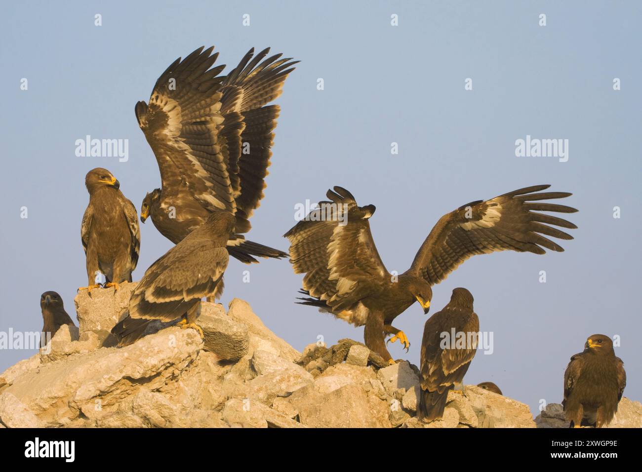 steppe eagle (Aquila nipalensis, Aquila rapax nipalensis), group on a ...