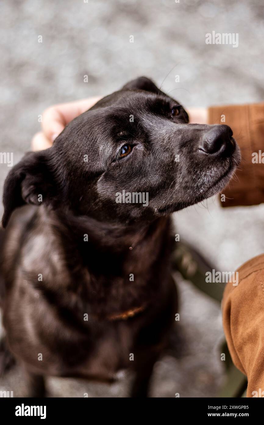Outdoor dog photography hi-res stock photography and images - Alamy