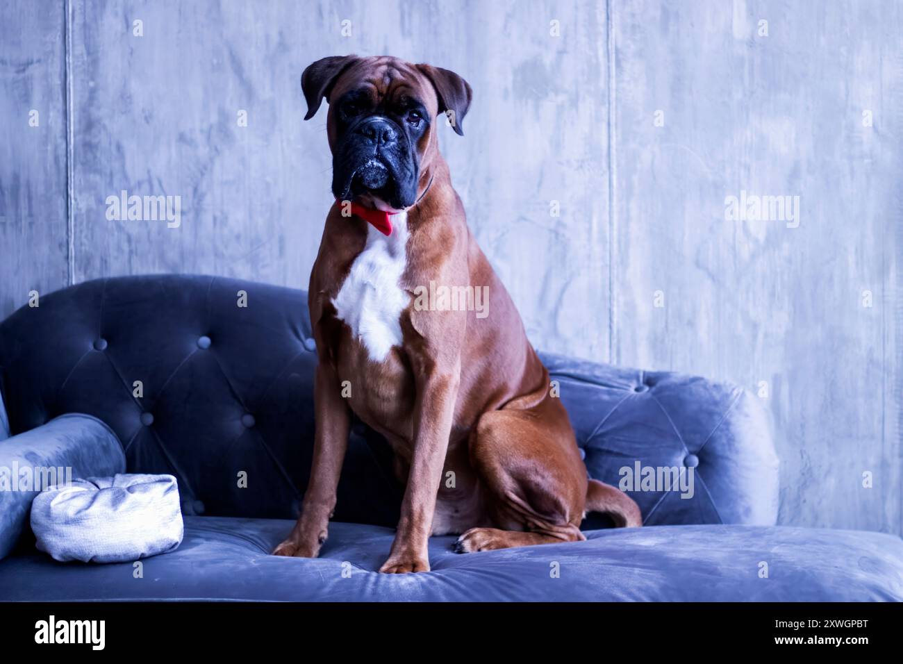 Studio photography with a dog hi-res stock photography and images - Alamy