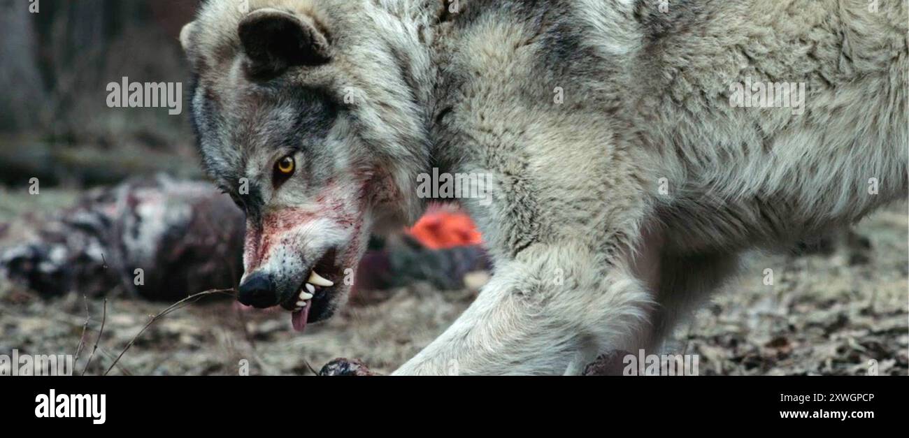 OUT COME THE WOLVES, 2024. © IFC Films / Courtesy Everett Collection ...