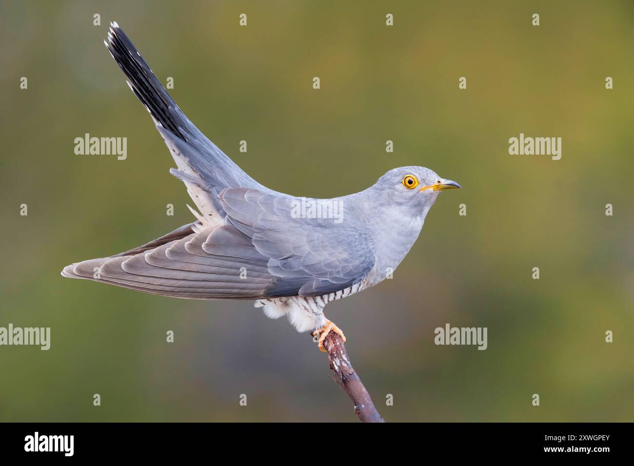 Eurasian cuckoo (Cuculus canorus), male perching on a branch, side view ...