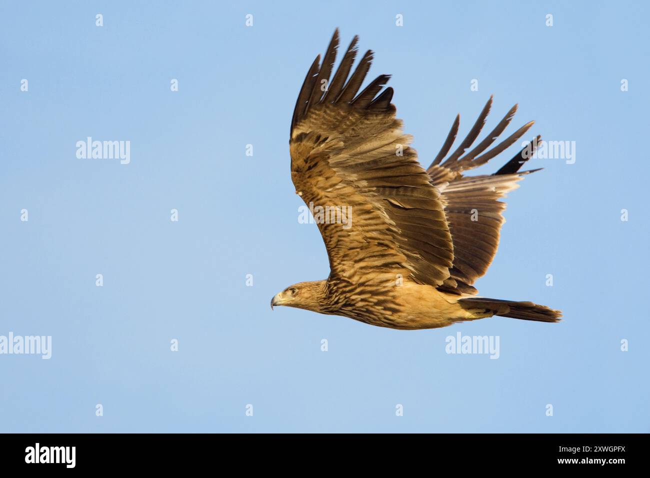 imperial eagle (Aquila heliaca), juvenile in flight, Oman, Raysut ...