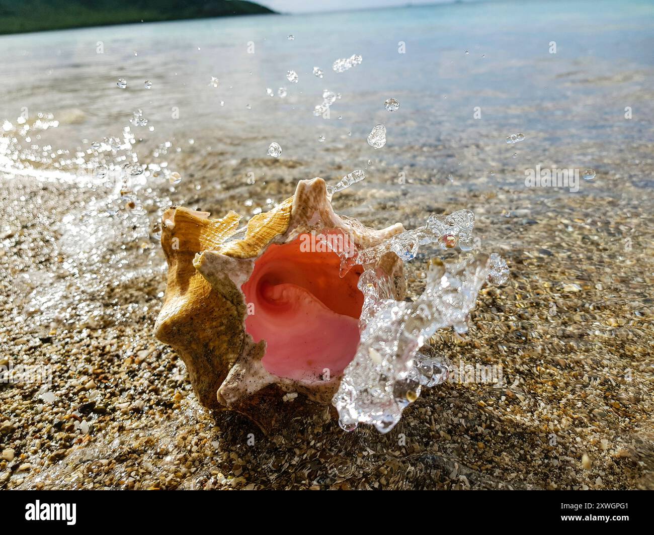 Snail shell on the beach in Antigua, Antigua and Barbuda, Antigua Stock ...