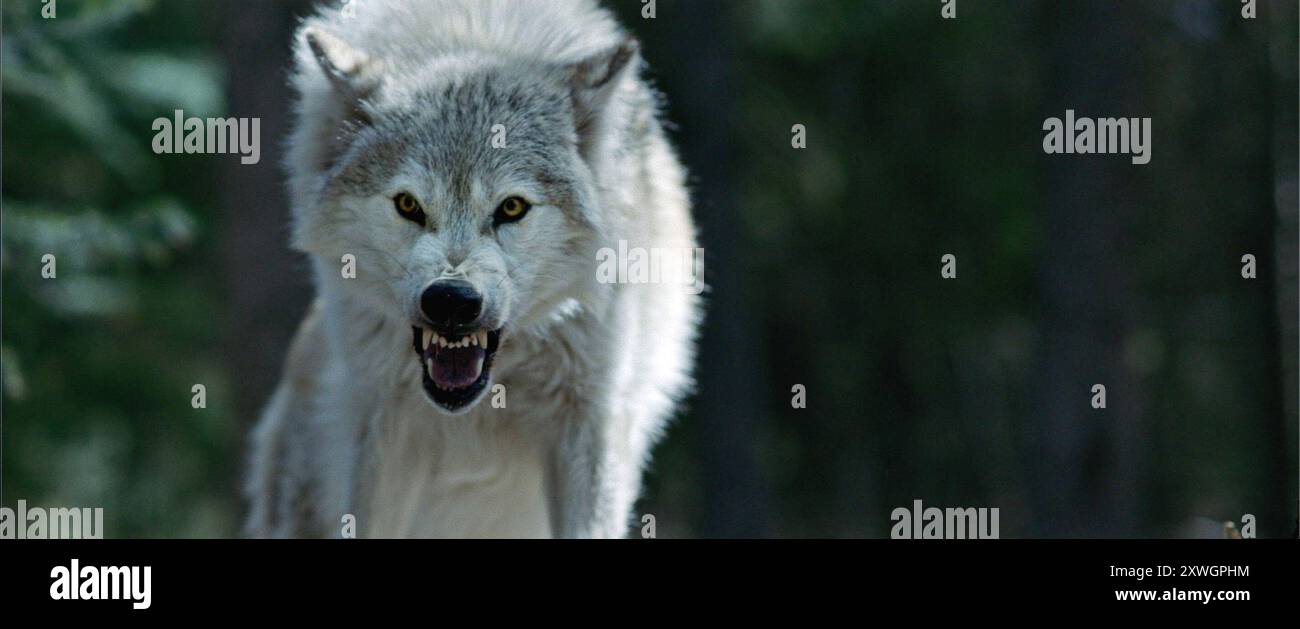 OUT COME THE WOLVES, 2024. © IFC Films / Courtesy Everett Collection ...