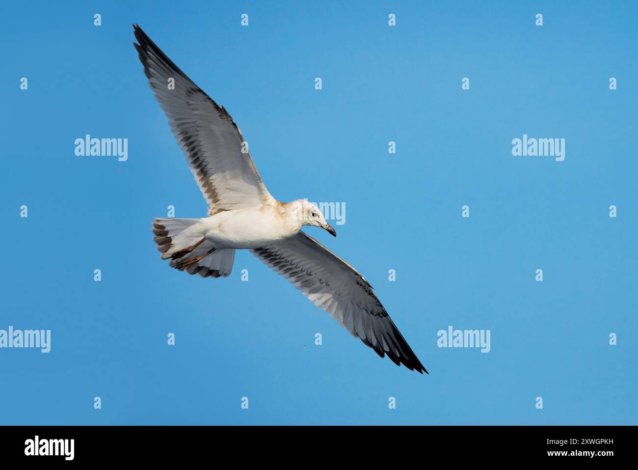 mediterranean gull (Ichthyaetus melanocephalus, Larus melanocephalus ...