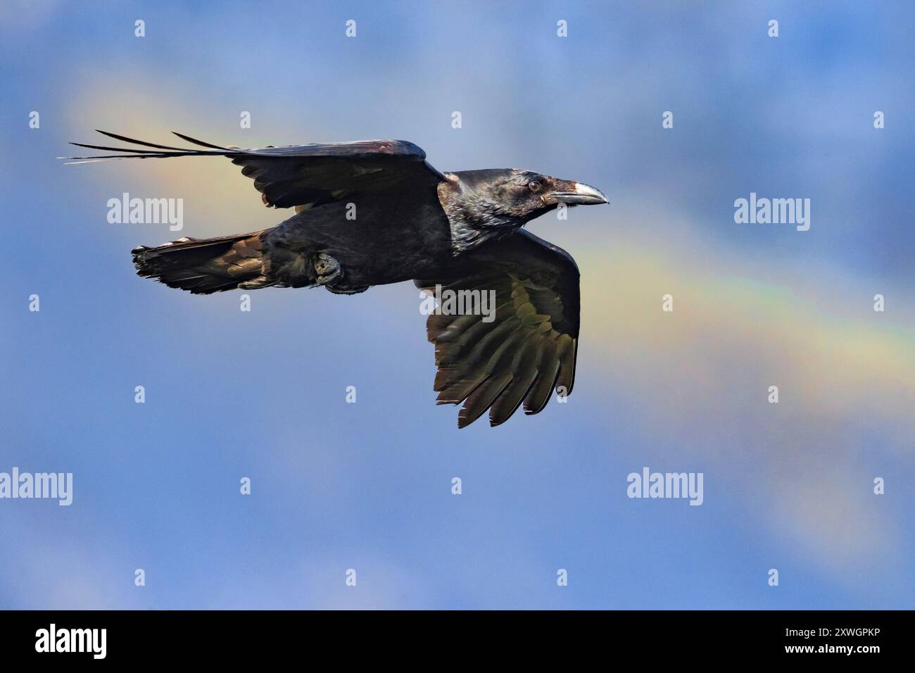 Northwest raven (Corvus corax varius, Corvus varius), in flight ...