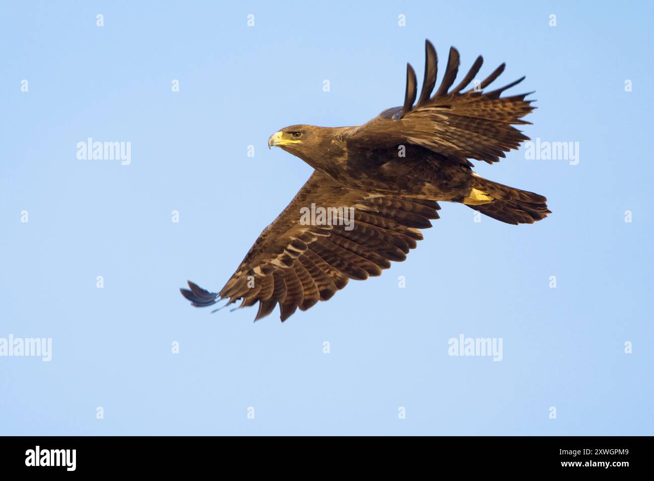 steppe eagle (Aquila nipalensis, Aquila rapax nipalensis), adult in ...