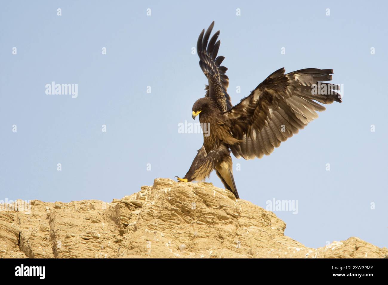 greater spotted eagle (Aquila clanga, Clanga clanga), landing on a rock ...