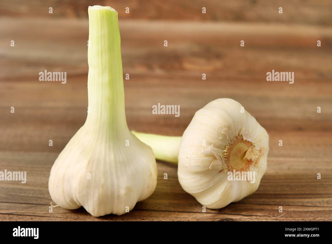 common garlic (Allium sativum), freshly harvested garlic Stock Photo ...