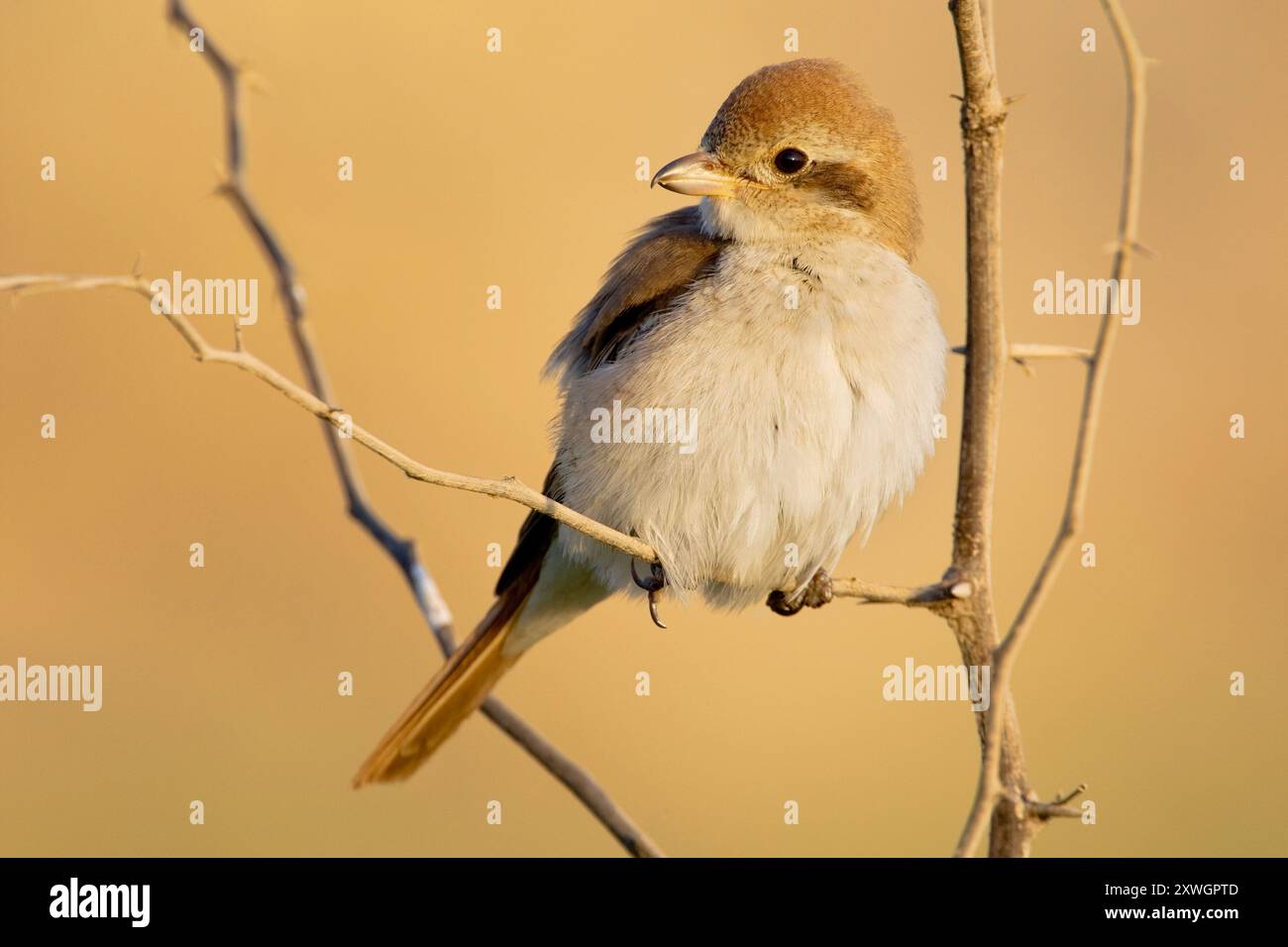 Turkestan Shrike, Red-tailed Shrike (Lanius isabellinus phoenicuroides ...