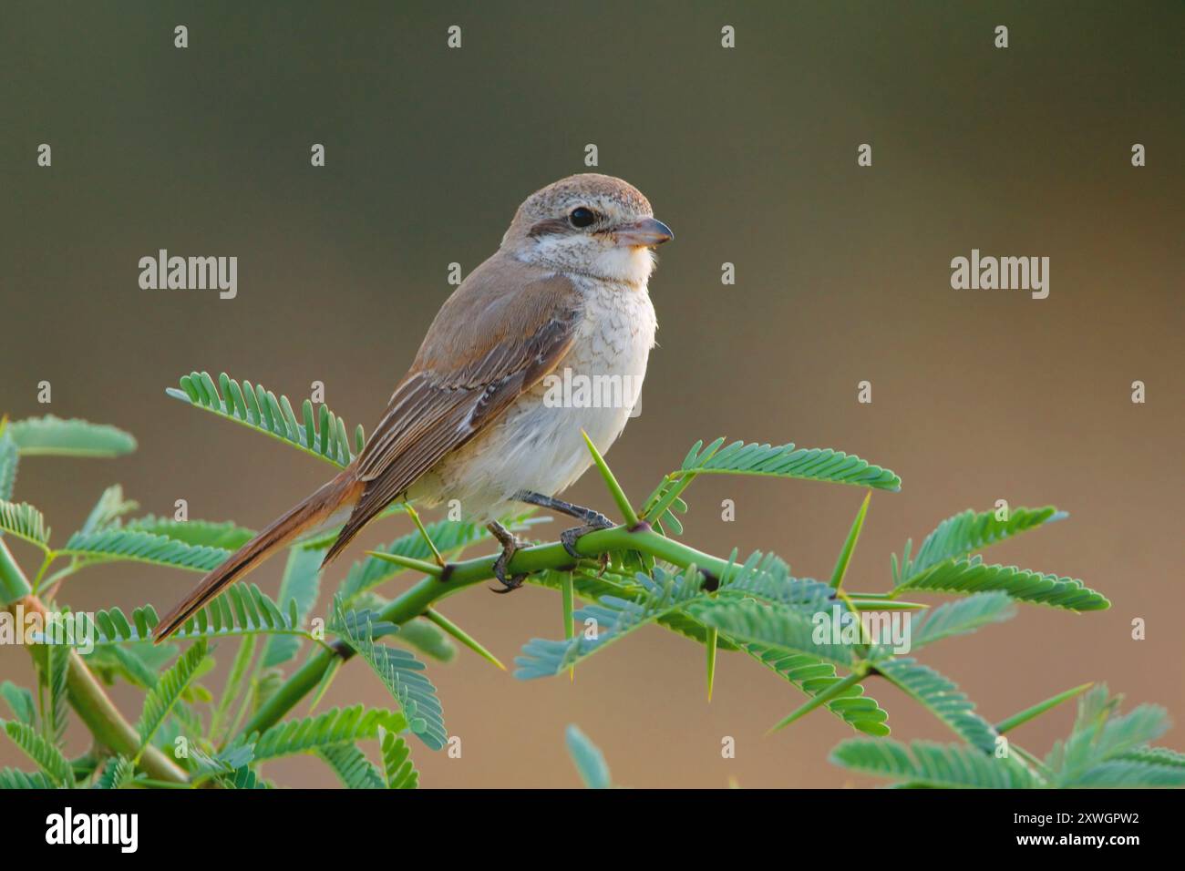 Turkestan Shrike, Red-tailed Shrike (Lanius isabellinus phoenicuroides ...