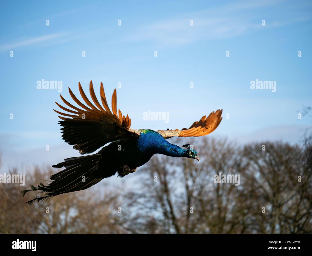 Flying peacock ( Pavo cristatus Indian peacock) Blue peacock in flight ...