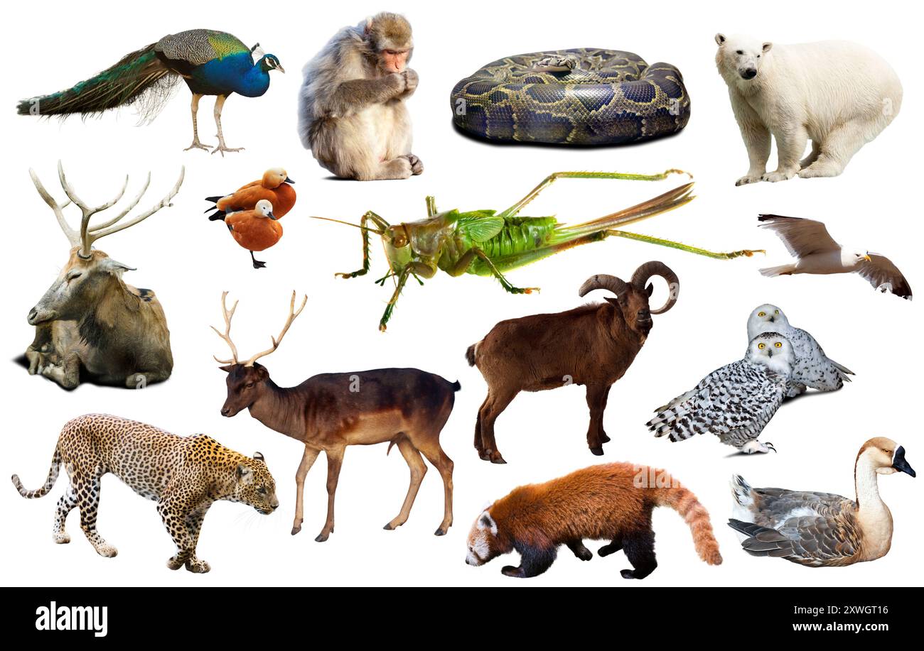 asia animals isolated Stock Photo - Alamy