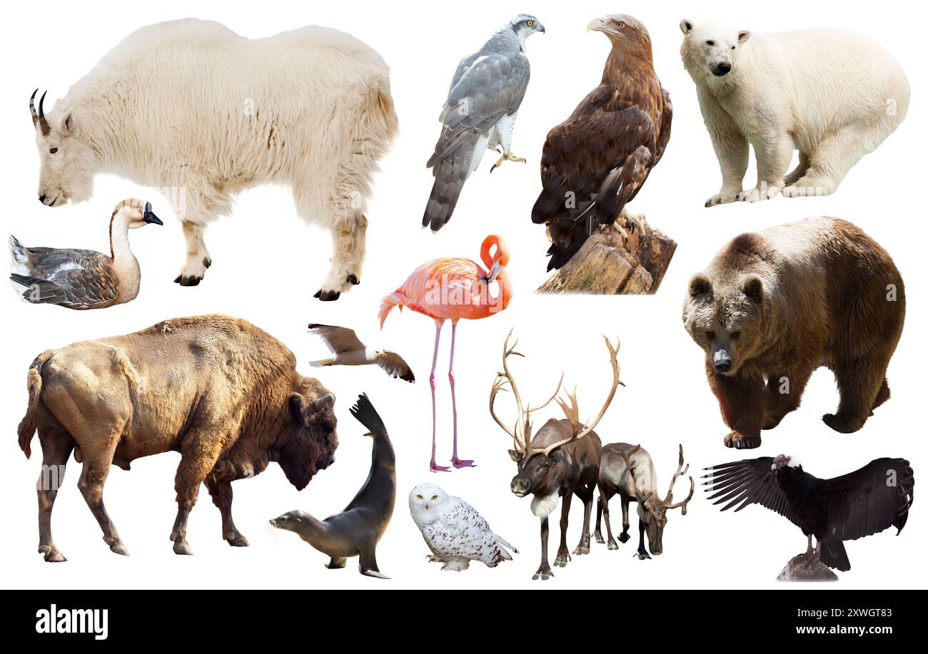 north american animals isolated Stock Photo - Alamy