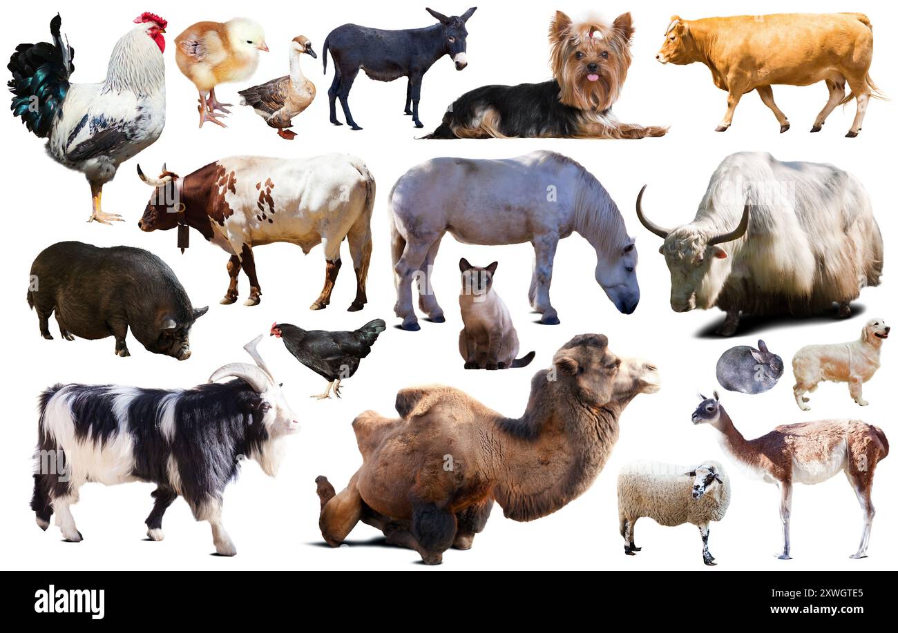 set of farm animals Stock Photo - Alamy