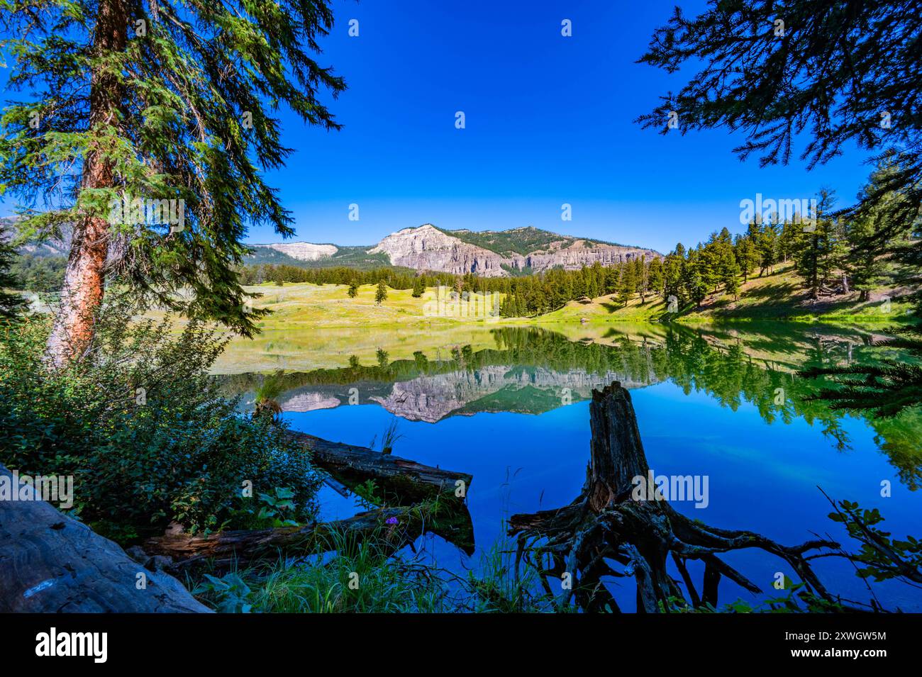 Yellowstone cutthroat trout hi-res stock photography and images - Alamy