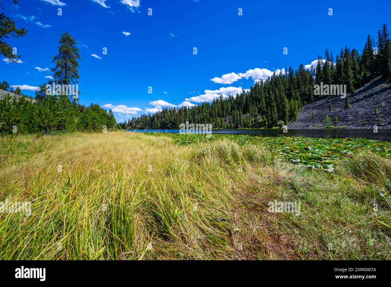 Yellowstone cutthroat trout hi-res stock photography and images - Alamy