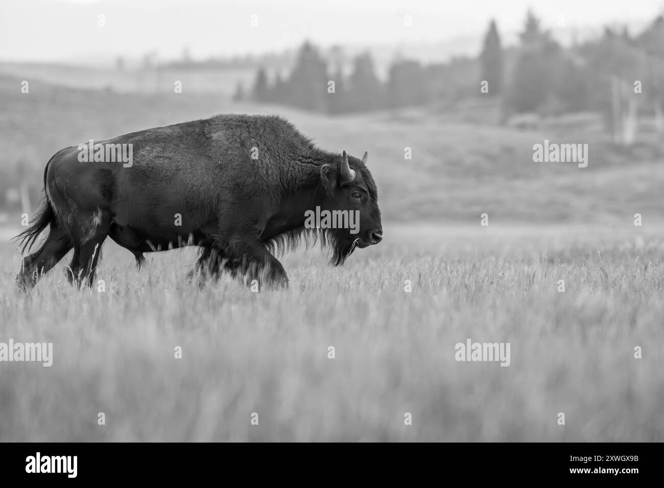 A Black and White Portrait Telephoto Picture of a Bison in the Prairie ...