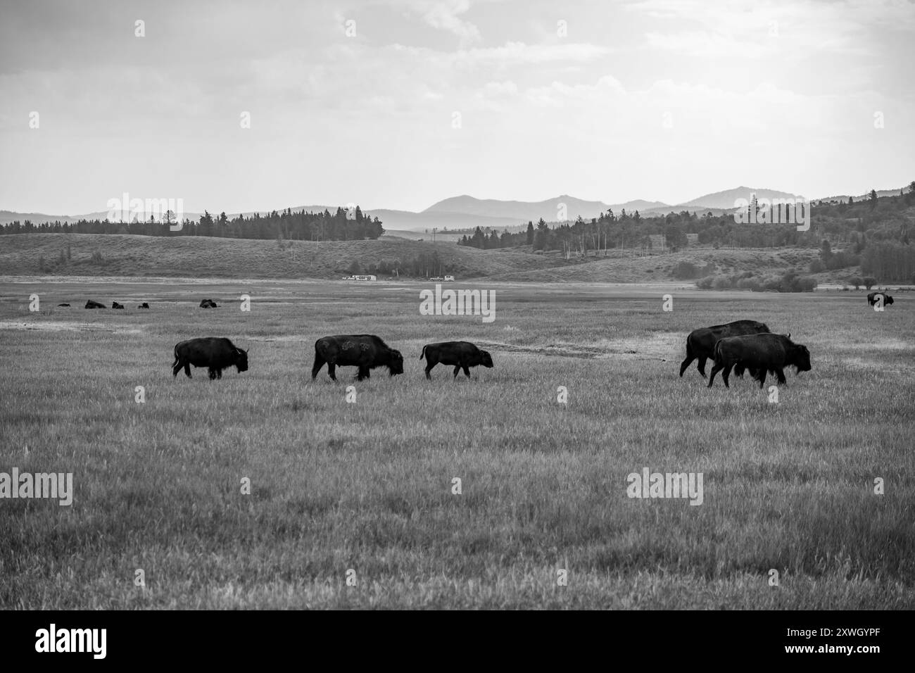 White buffalo Black and White Stock Photos & Images - Alamy