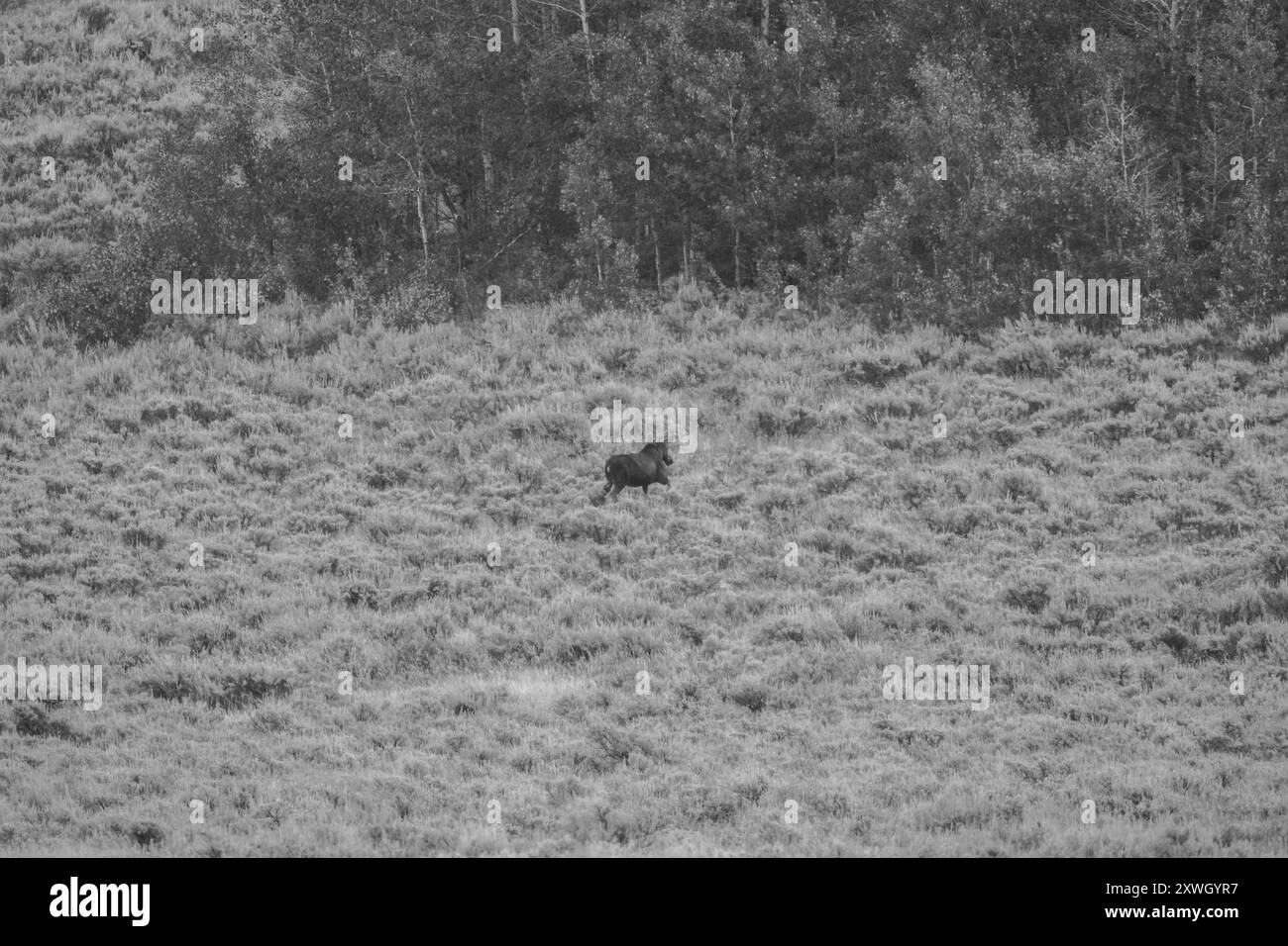 Male bull moose Black and White Stock Photos & Images - Alamy