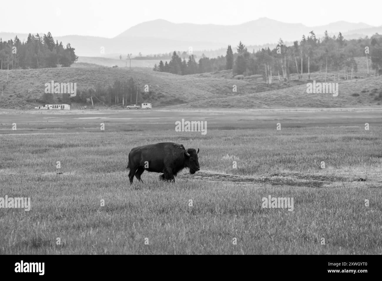 A Solitary Bison in Grand Teton National Park in Black and White Stock ...