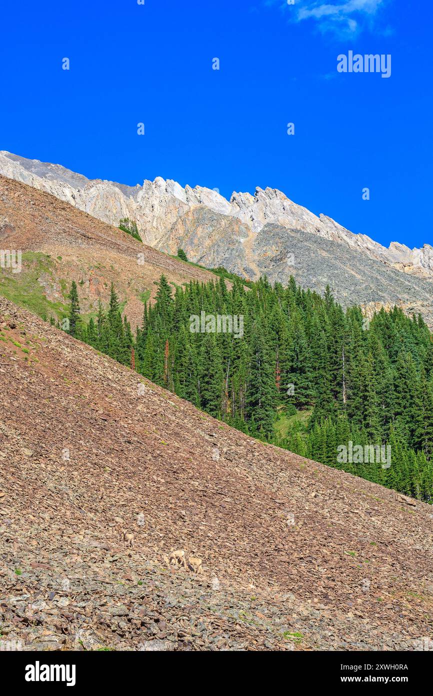 Talus Slope Bushwhacking The Talus: White Rocks Mountain & The Ice