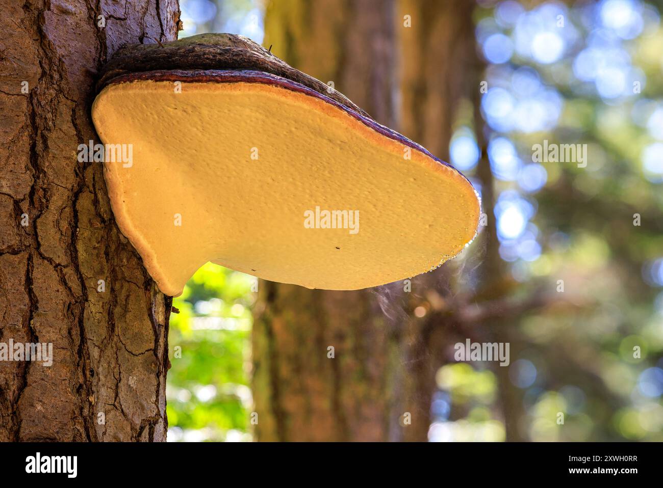 The underside of a red-belted conk tree fungus as it releases spores ...