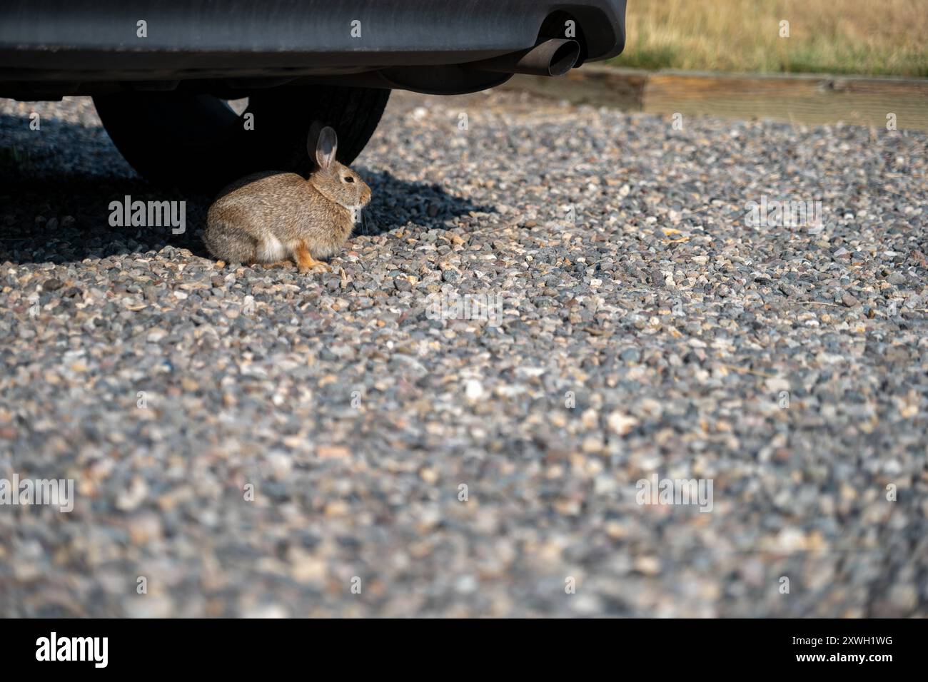 A Rabbit under a Car Stock Photo - Alamy