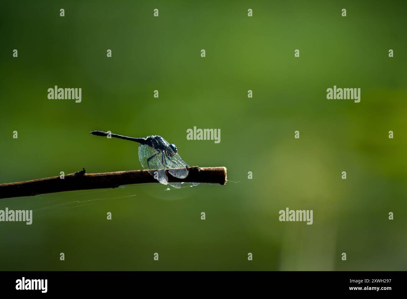 A macro photography of the amazing and small creatures of the earth ...