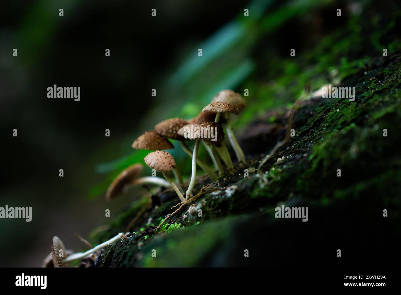 A macro photography of the amazing and small creatures of the earth ...