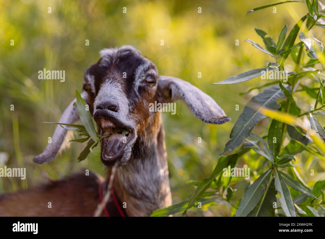 Funny close-up of Nubian goat portrait with open mouth while chewing a ...