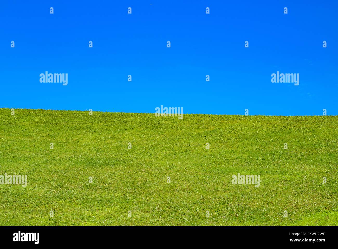 Green grass field. Grassy meadow background. Green grassy field. Grassy pasture landscape ...