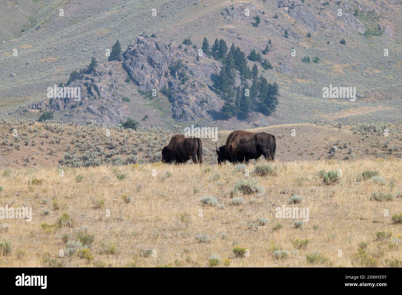 A Couple Bison on a Hill Stock Photo - Alamy
