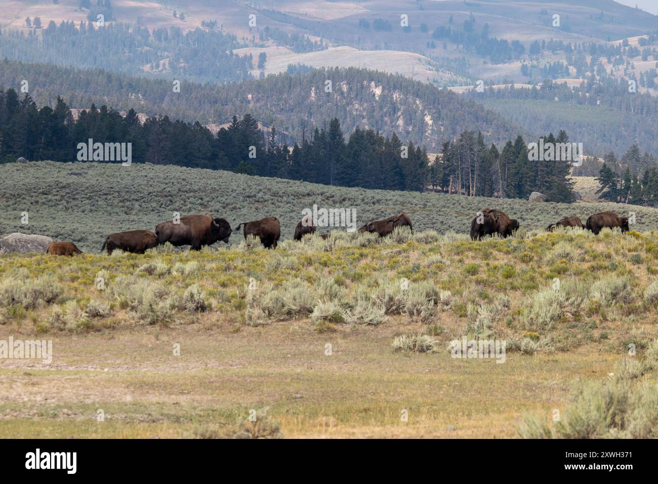 Bison herding hi-res stock photography and images - Alamy
