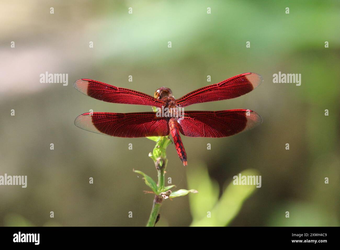 Indonesian dragonfly hi-res stock photography and images - Alamy