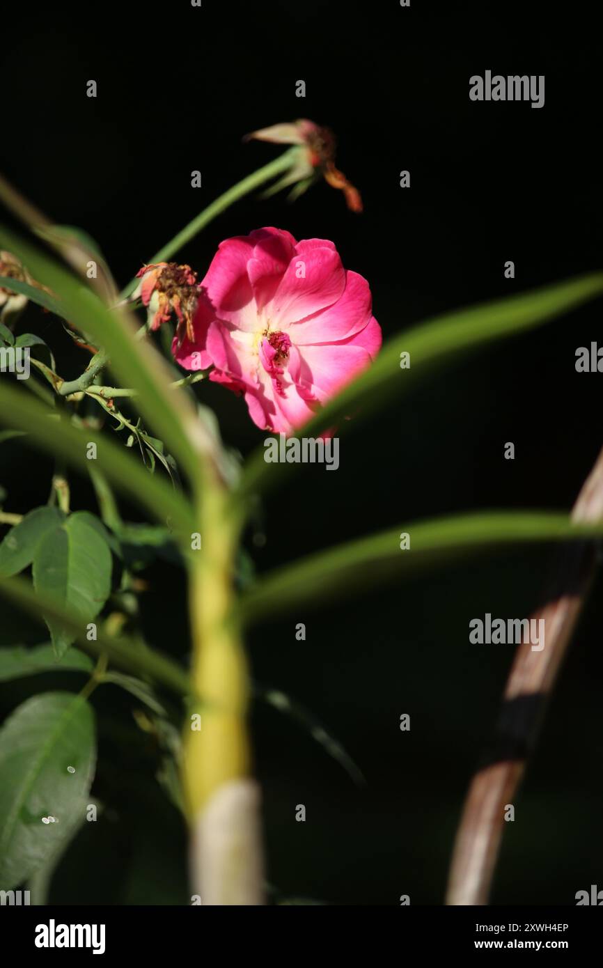 Supreme wallpaper hi-res stock photography and images - Alamy