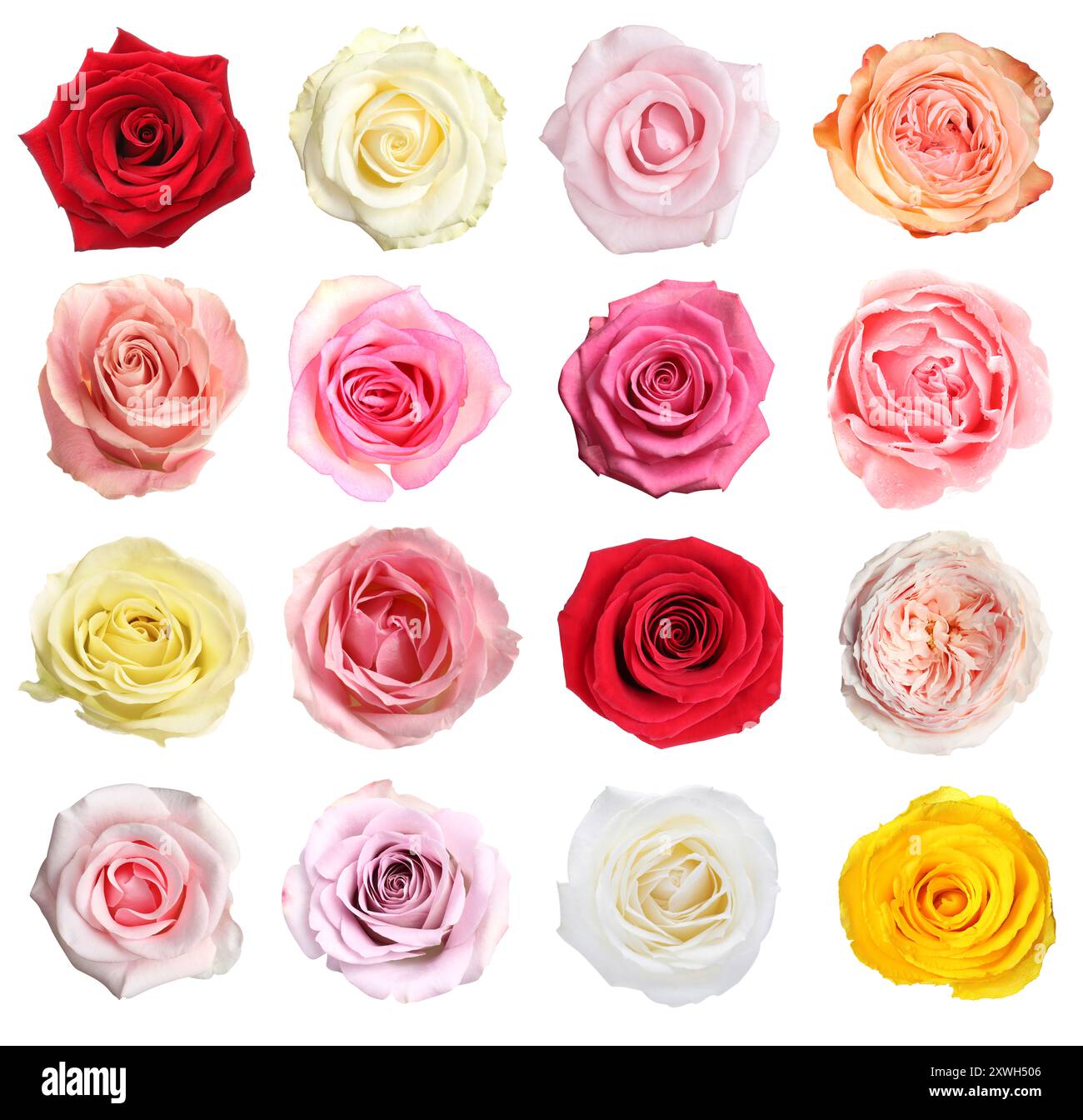 Set different roses isolated Cut Out Stock Images & Pictures - Alamy