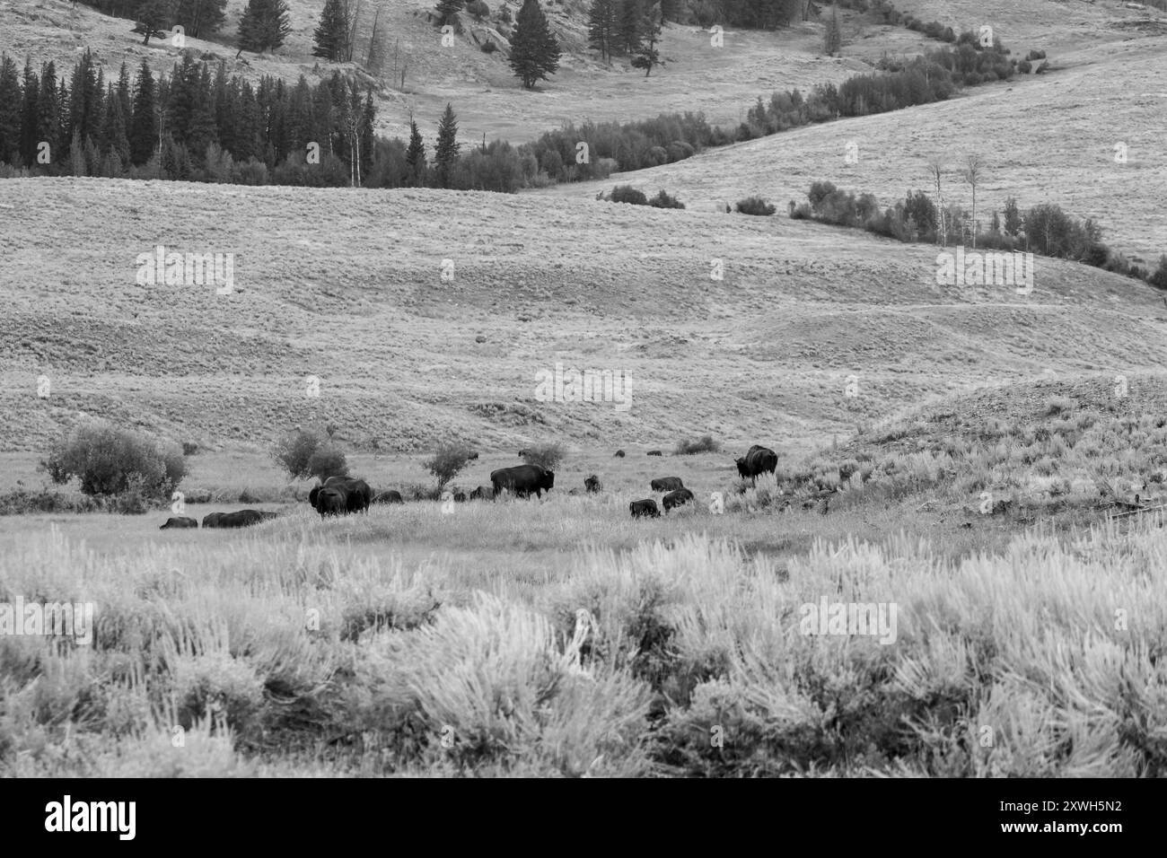 Stampede bison hi-res stock photography and images - Alamy