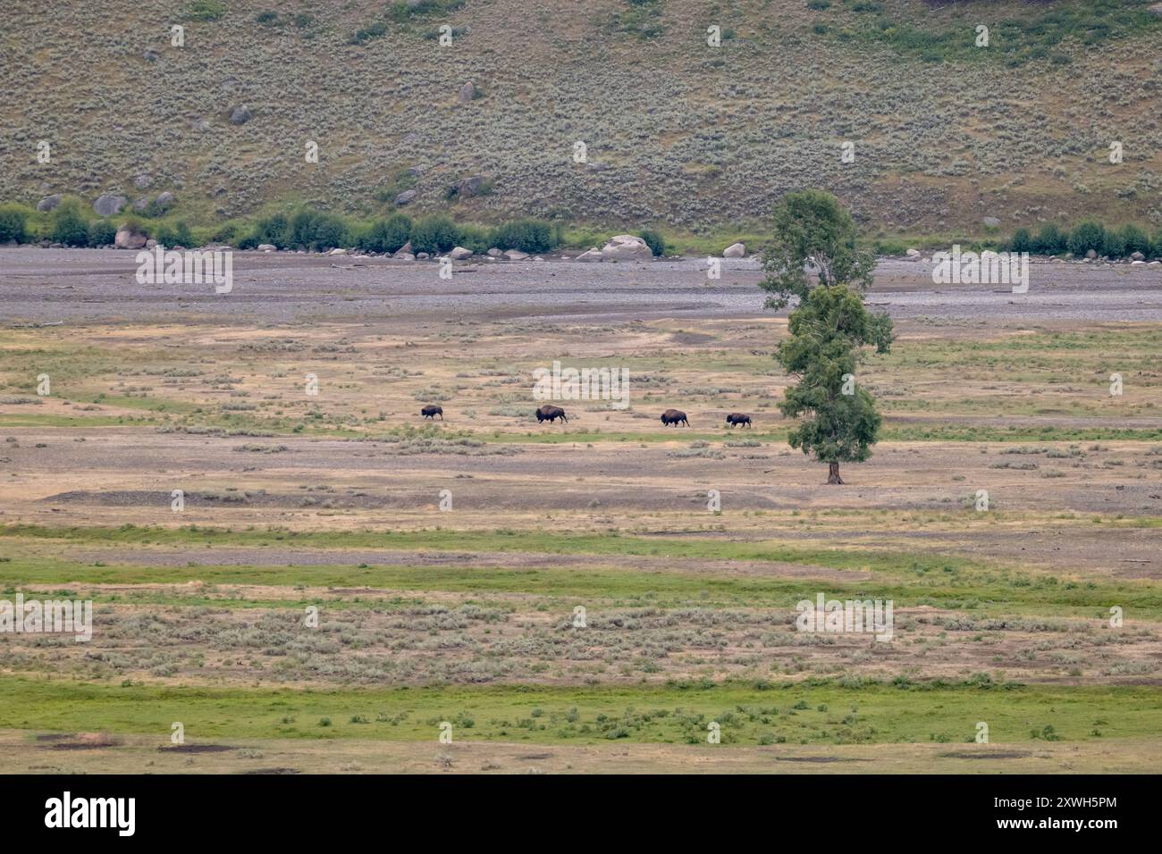 Leaving yellowstone hi-res stock photography and images - Alamy