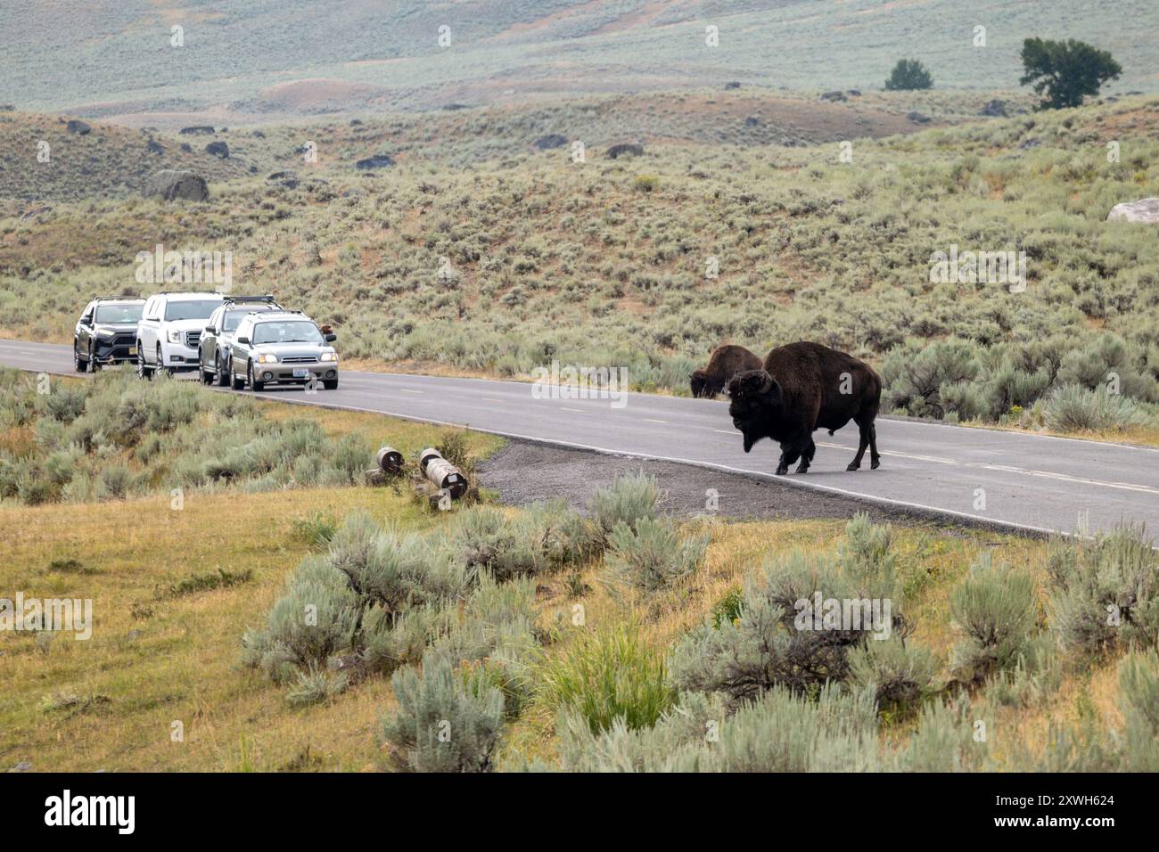 Bison crossing road in yellowstone national park hi-res stock ...